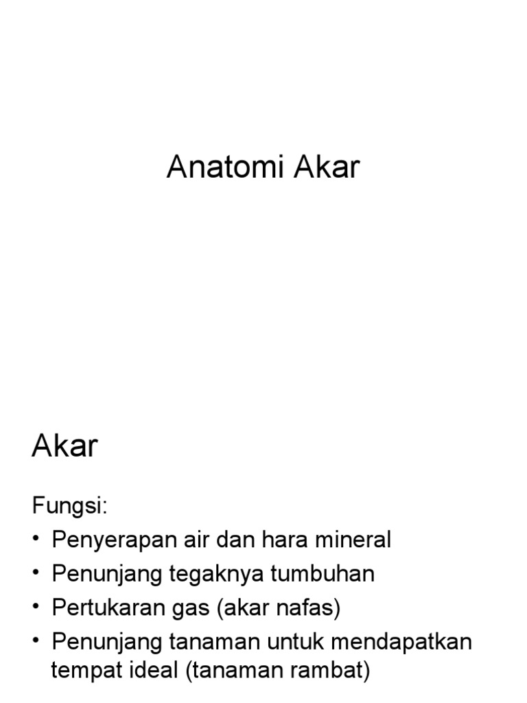 Anatomi Akar | PDF
