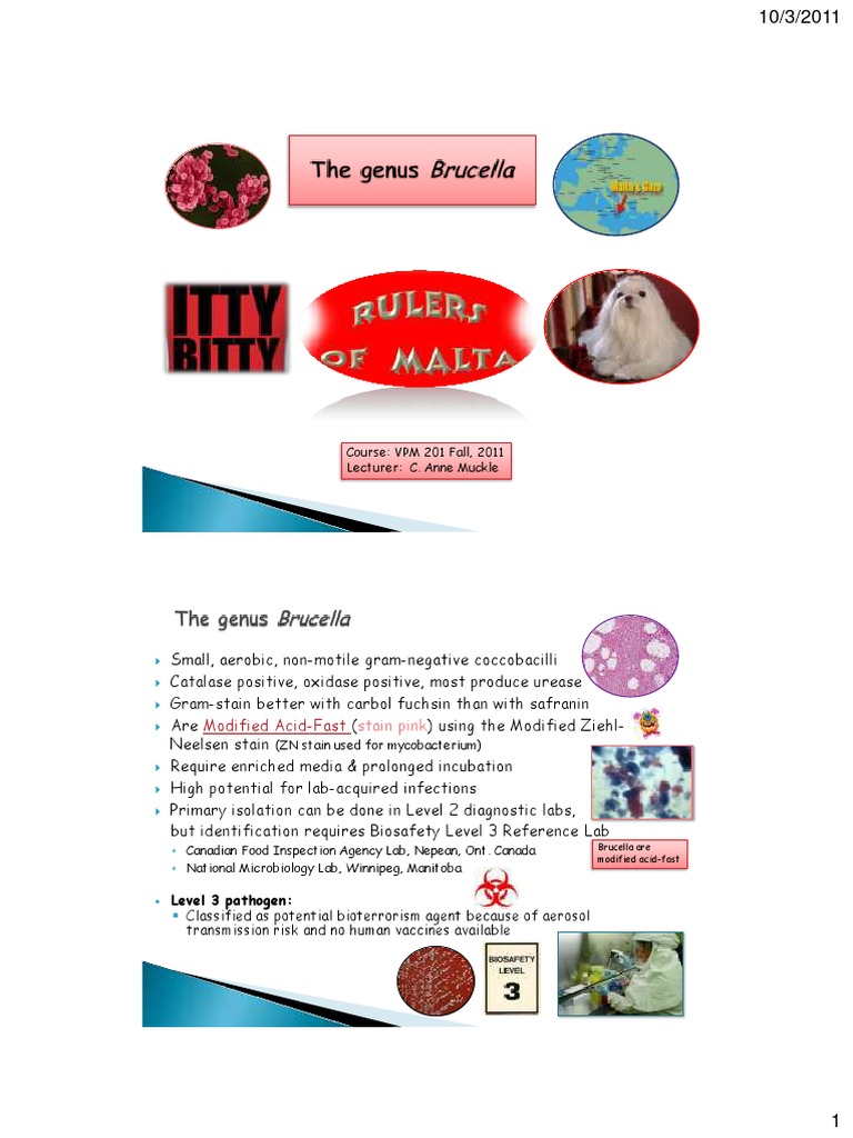 Brucella Species | PDF | Yellowstone National Park | American Bison