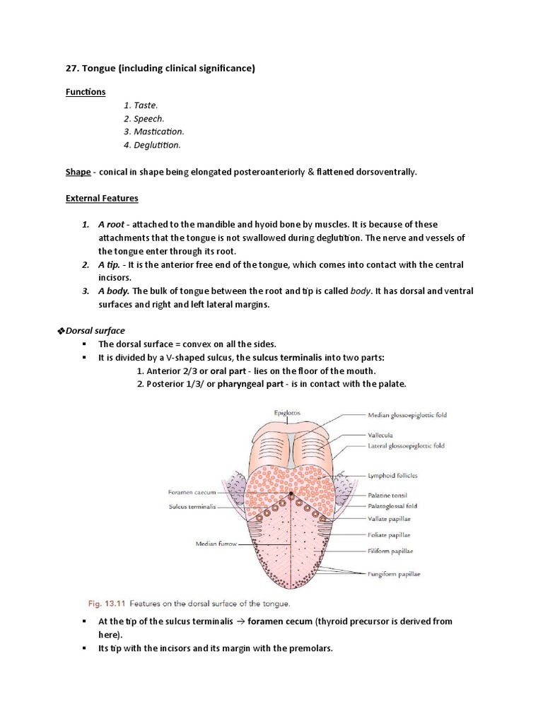 Tongue (Including Clinical Significance) | PDF | Tongue | Organ (Anatomy)