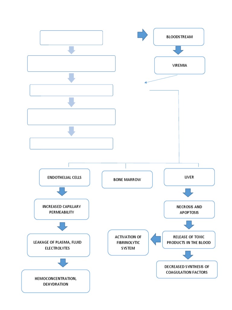 Dengue Pathophysiology | PDF
