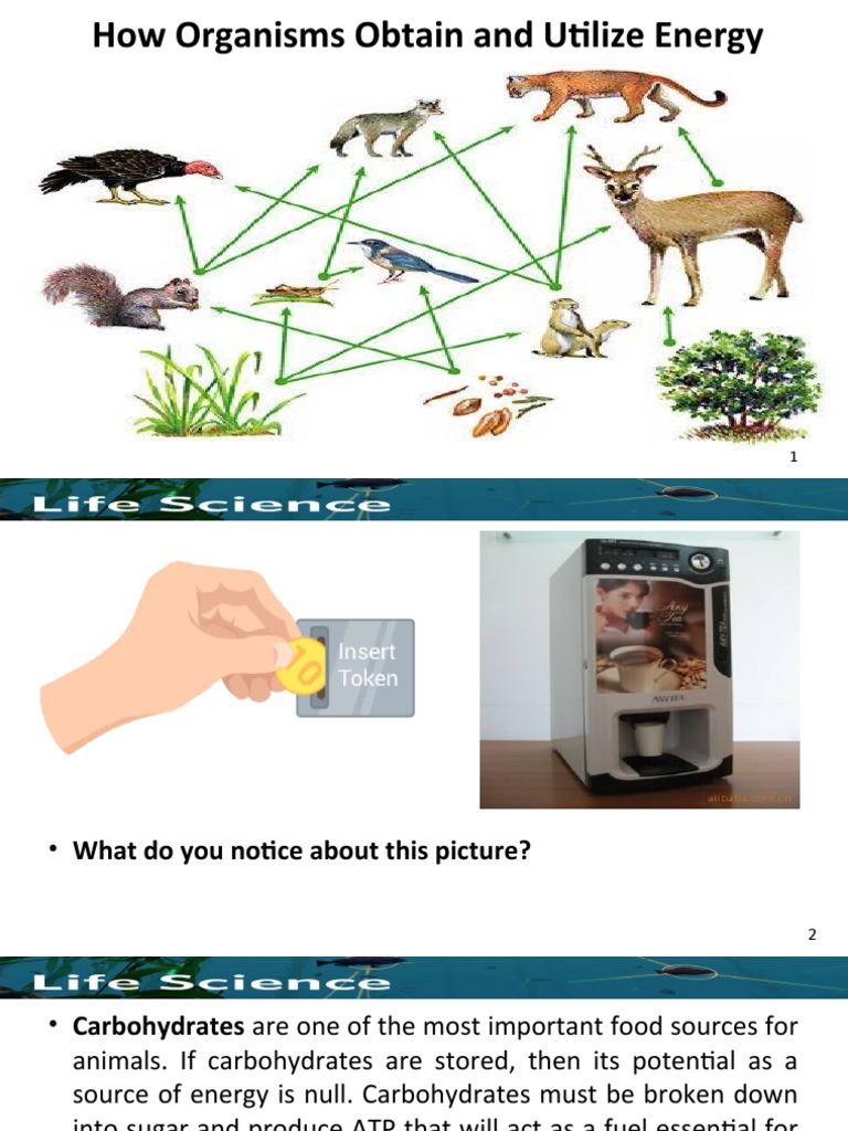 How Organisms Obtain Energy | PDF | Cellular Respiration | Adenosine ...