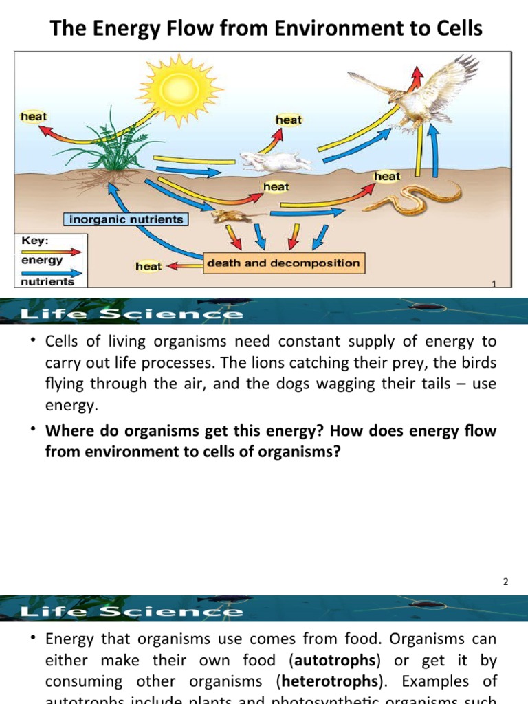 Energy Flow from Environment to Cells | PDF | Biology | Organisms