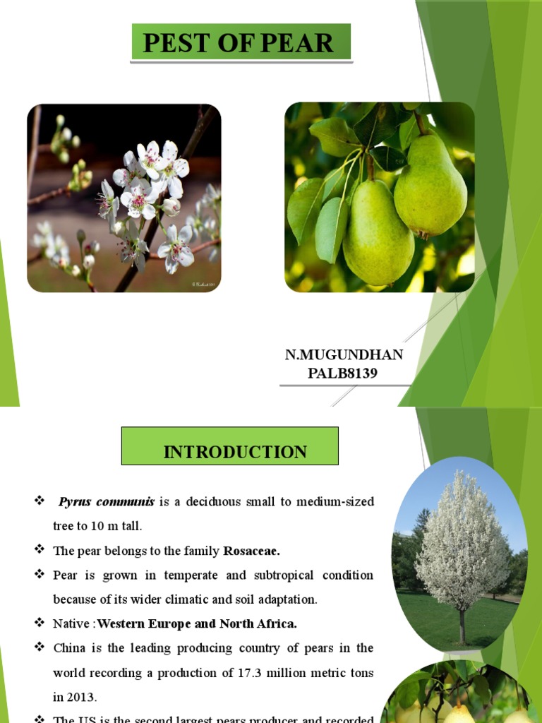 Introduction to Pear Insect Pests | PDF