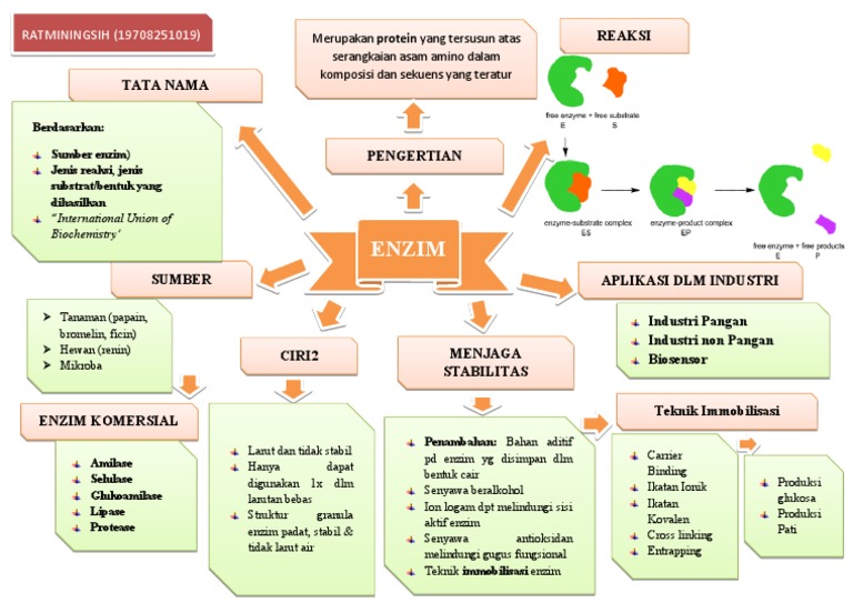 Mind Map Enzim | PDF