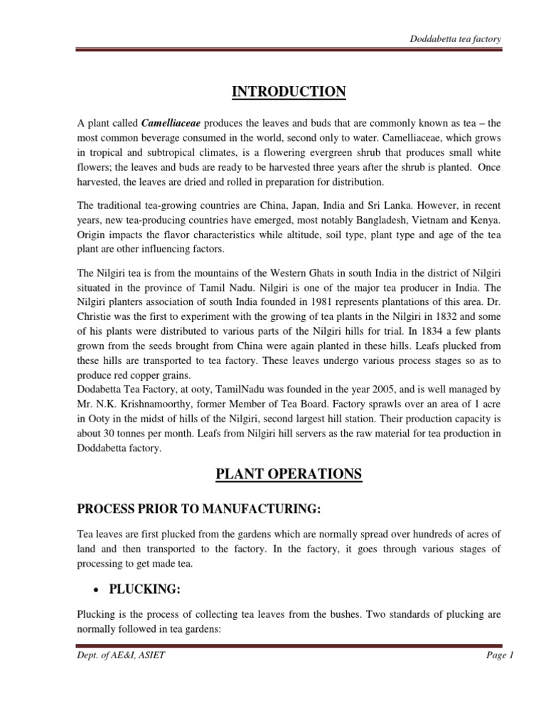 Doddabetta Tea Factory: Process Prior To Manufacturing | PDF | Tea ...