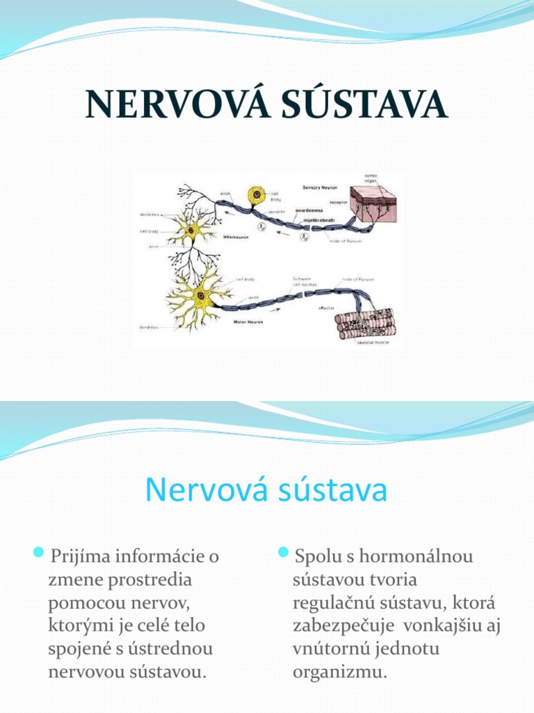 Nervová Sústava | PDF