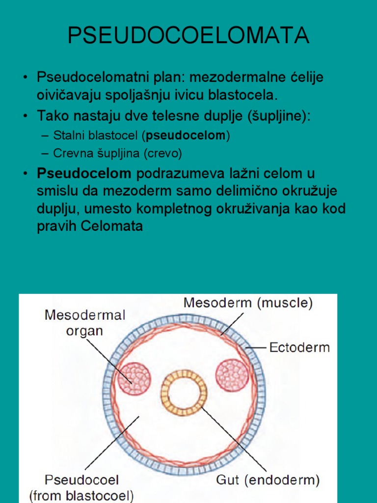 02 2 Morfologija I Anatomija Ljubisa 2011 | PDF