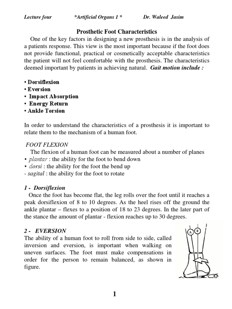 Prosthetic Foot Characteristics: Lecture Four Artificial Organs 1 Dr ...