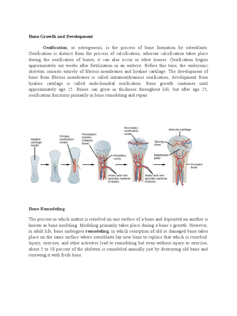 Bone Growth and Development | PDF | Bone | Osteoblast