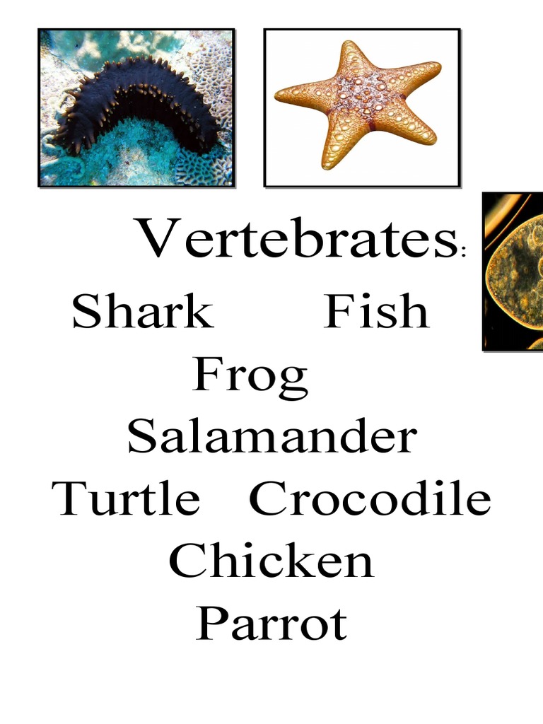 Vertebrates: Shark Fish Frog Salamander Turtle Crocodile Chicken Parrot ...