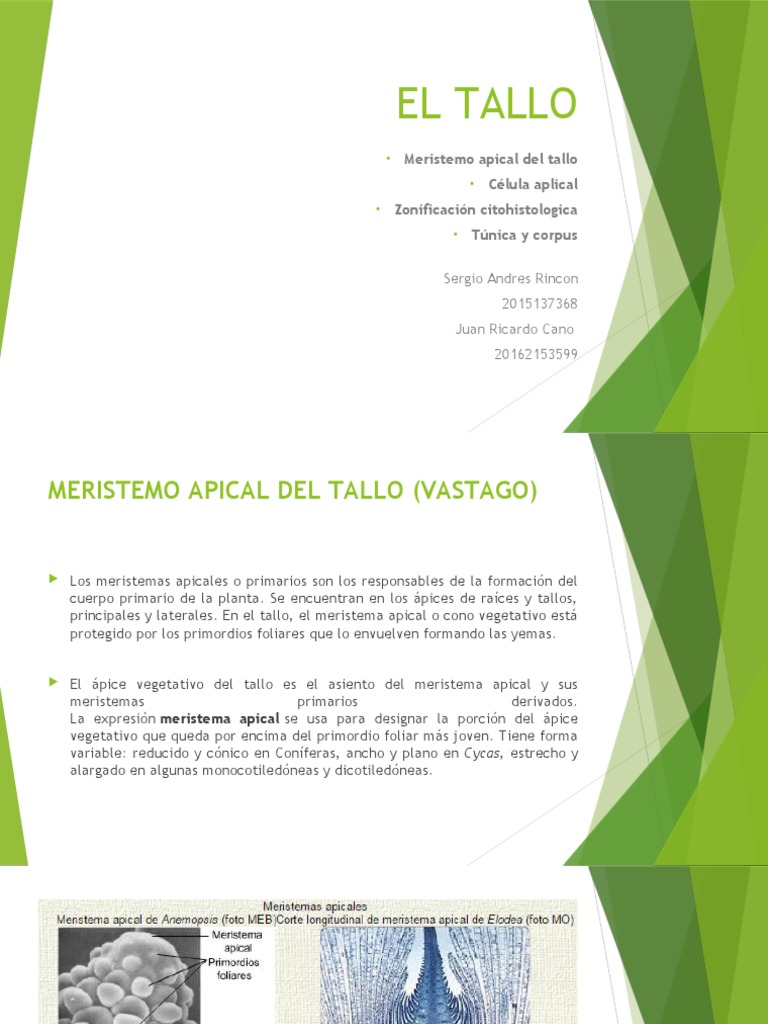 Meristemo Apical del Tallo | PDF | Ciencia y matemáticas