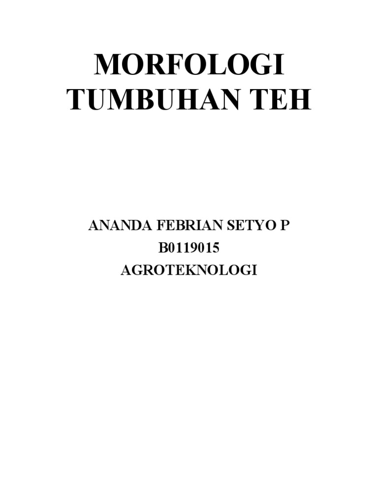 Morfologi Tumbuhan Teh | PDF