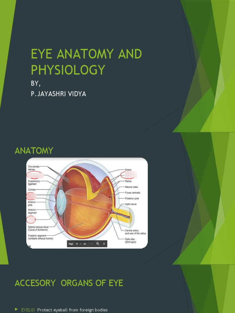 Eye Anatomy and Physiology | PDF