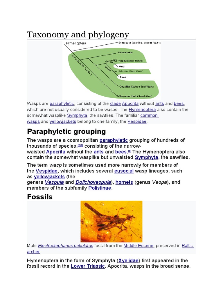 Taxonomy and Phylogeny: Paraphyletic Grouping | PDF | Wasp | Hymenoptera