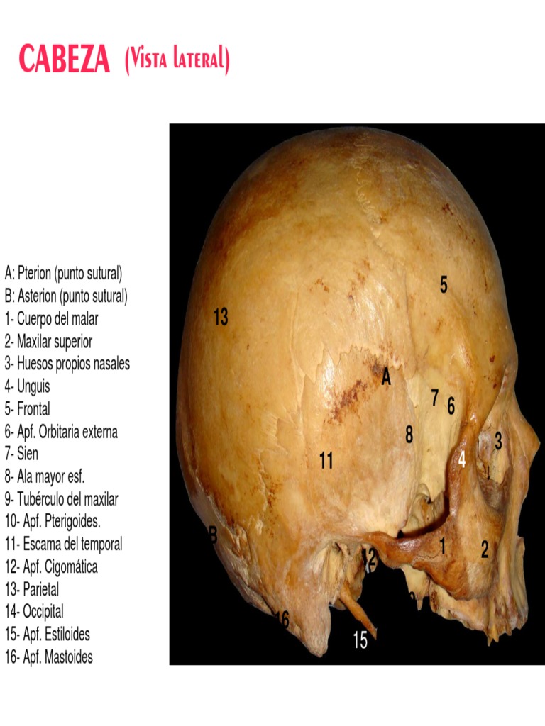 PDF ANATO1edit | PDF | Vértebra | Anatomía de los primates