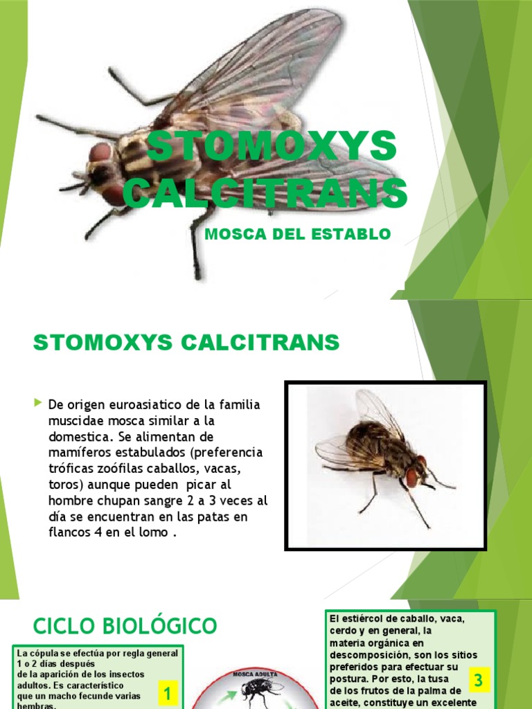 Stomoxys Calcitrans | PDF | Mosca | Bienestar