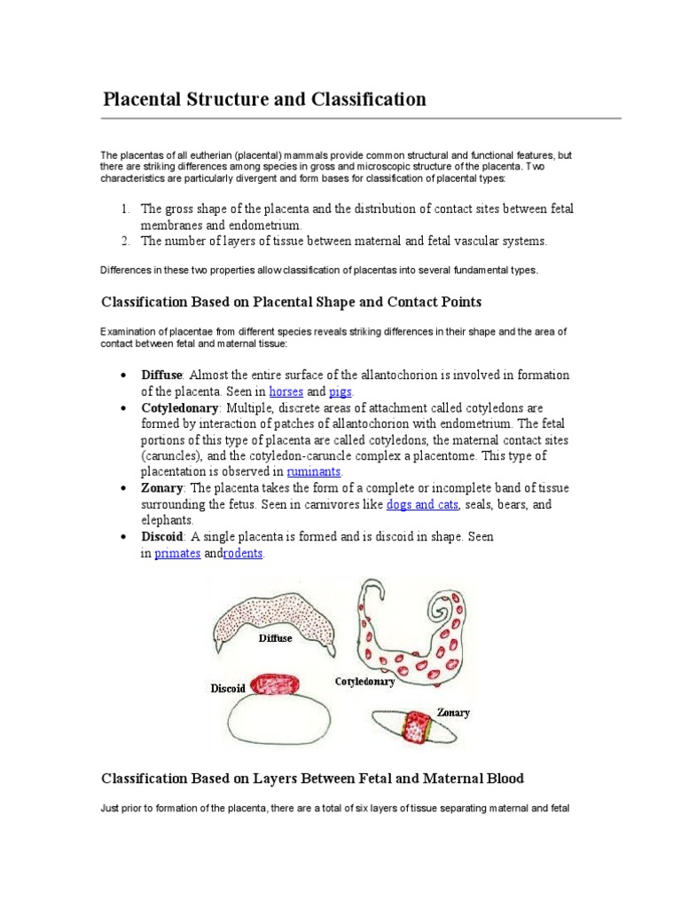 Placental Structure and Classification | PDF | Placenta | Epithelium