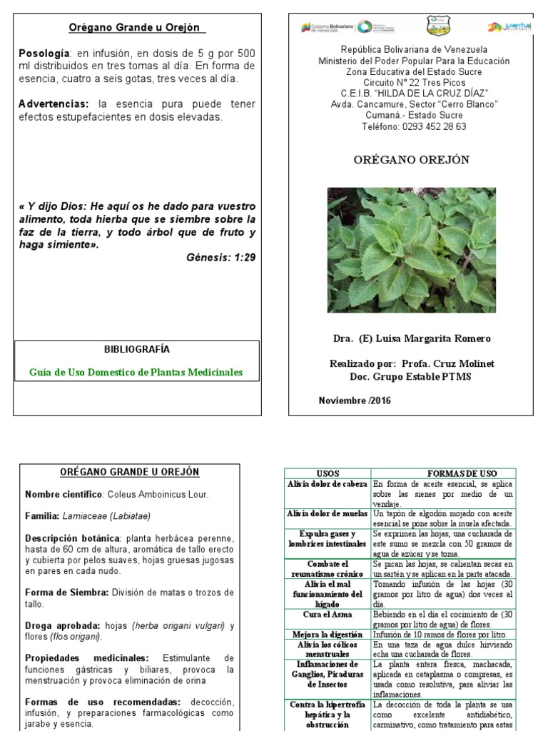 Oregano Orejon | PDF | Orégano | Asma
