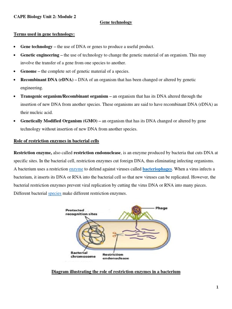 Gene Technology | PDF | Genetic Engineering | Gene Therapy