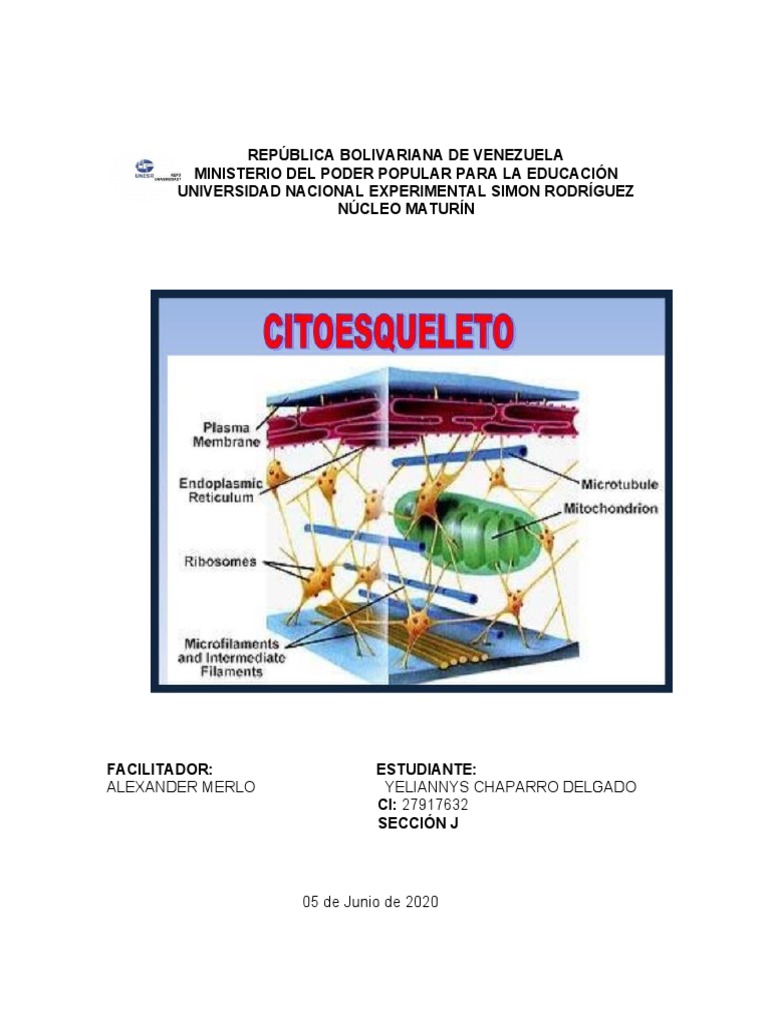Elementos Citoesqueleticos y Matriz Citoplasmatica | PDF ...
