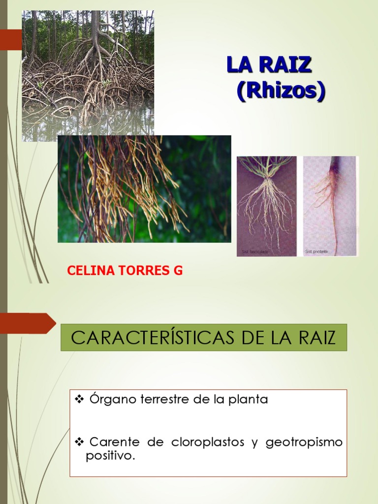 Características y Tipos de Raíces | PDF | Raíz | Tallo de la planta