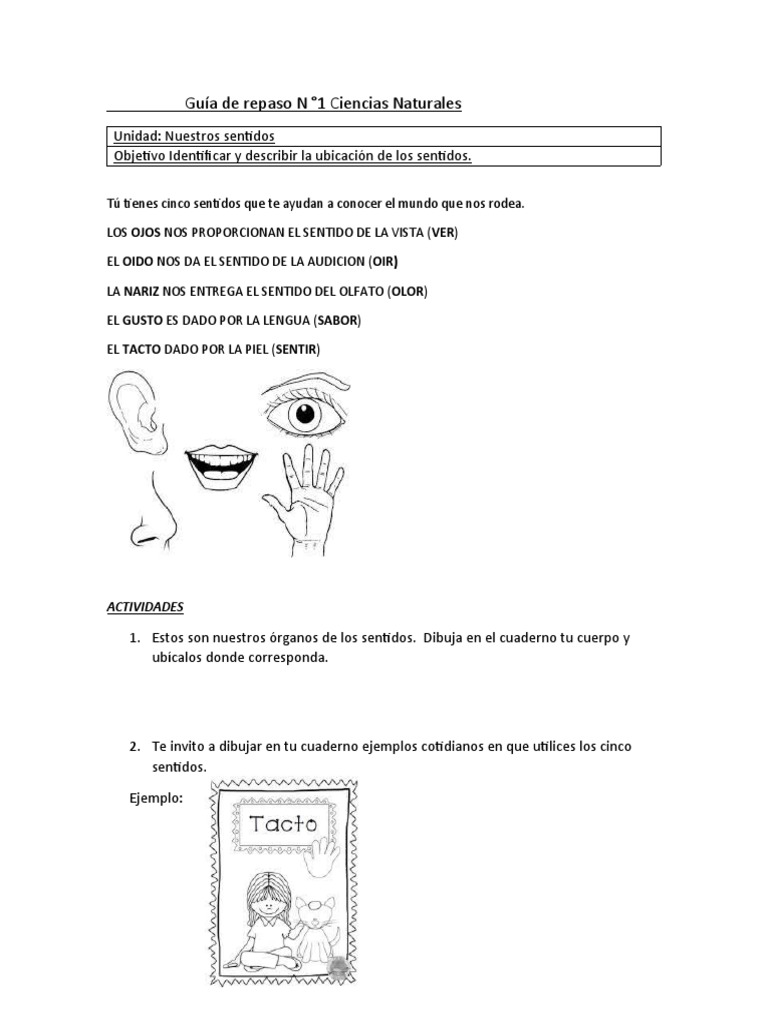 Guia de Ciencias LOS SENTIDOS | PDF