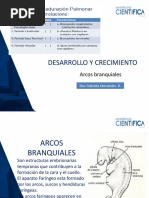 El Colículo Superior | PDF | Anatomía humana | Neurociencia