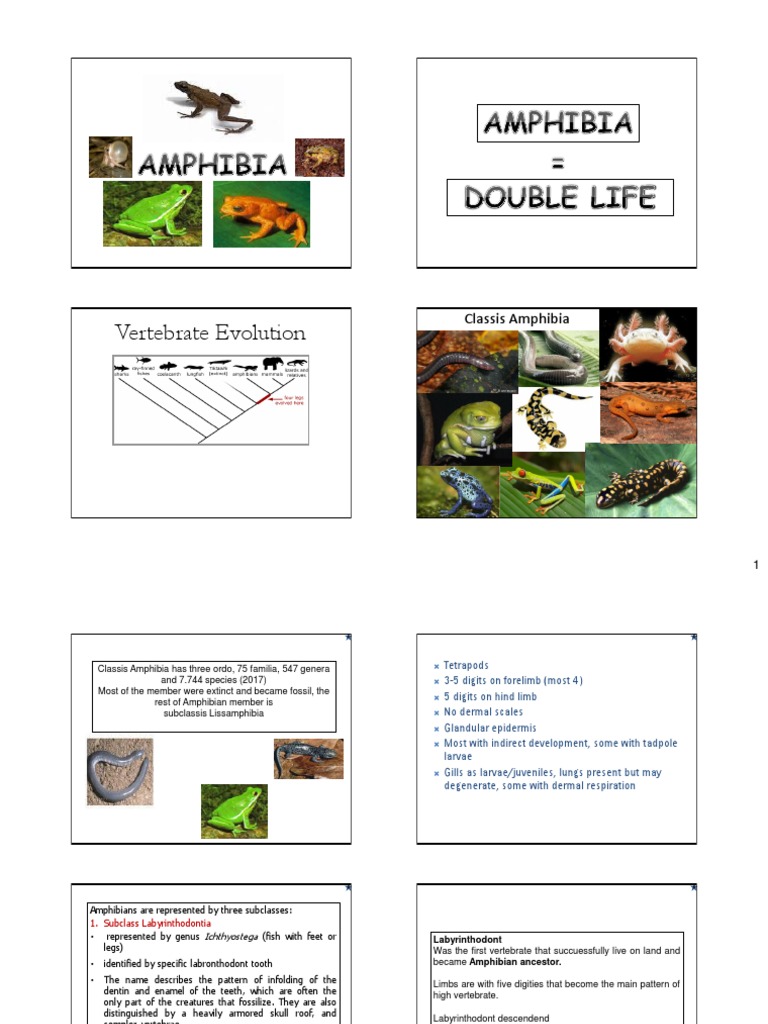 Vertebrate Evolution: Classis Amphibia | PDF | Frog | Amphibian