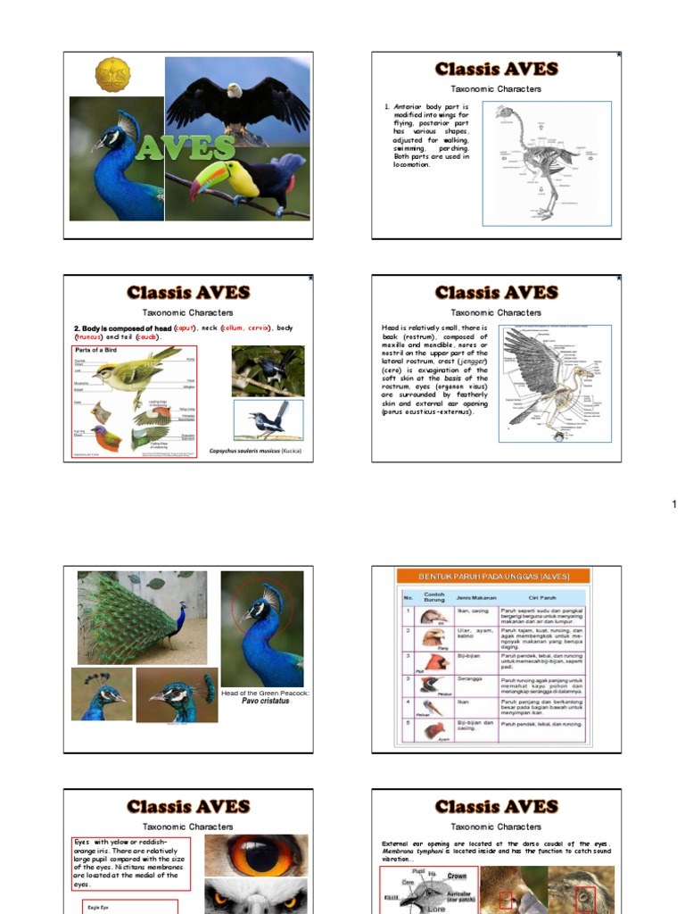 Taxonomic Insights into Birds: A Comprehensive Exploration of Avian ...