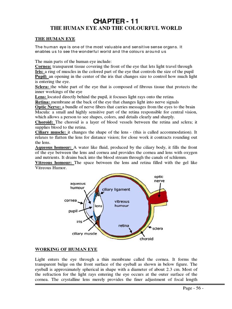 11.human Eye and Colourful World | PDF | Eye | Sunset