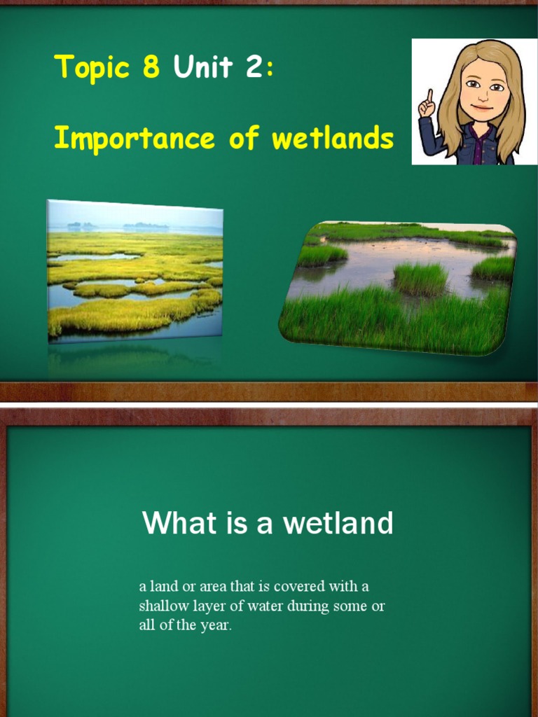 The Importance of Wetlands | PDF | Wetland | Swamp