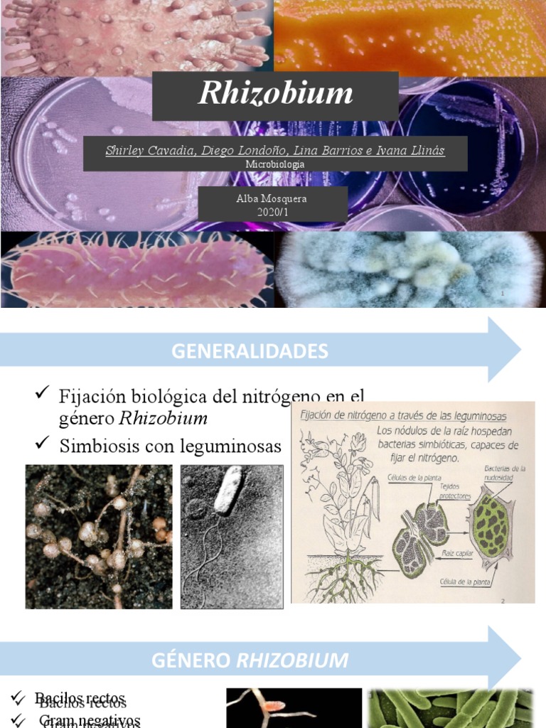 RHIZOBIUM | PDF | Biología | Organismos