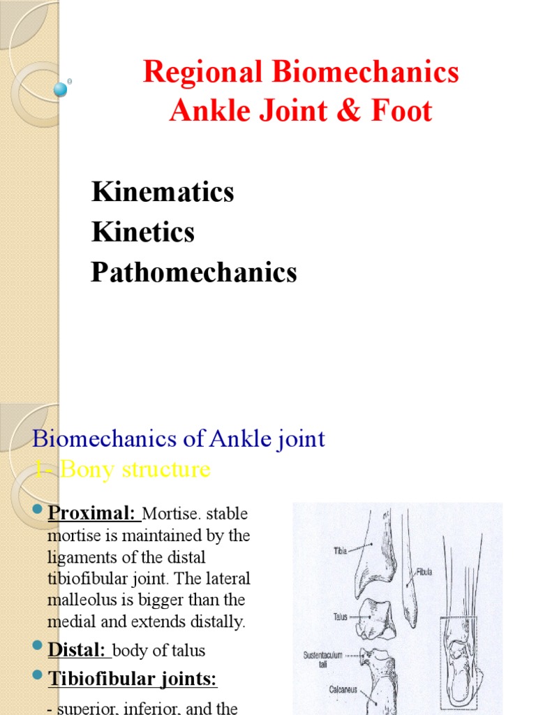 Ankle And Foot Biomechanics Overview Pdf Foot Ankle