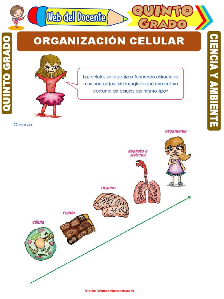 Niveles De Organización Celular Organización Celular Tarea Ciencia
