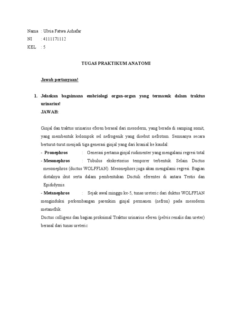 Anatomi Traktus Urinarius | PDF
