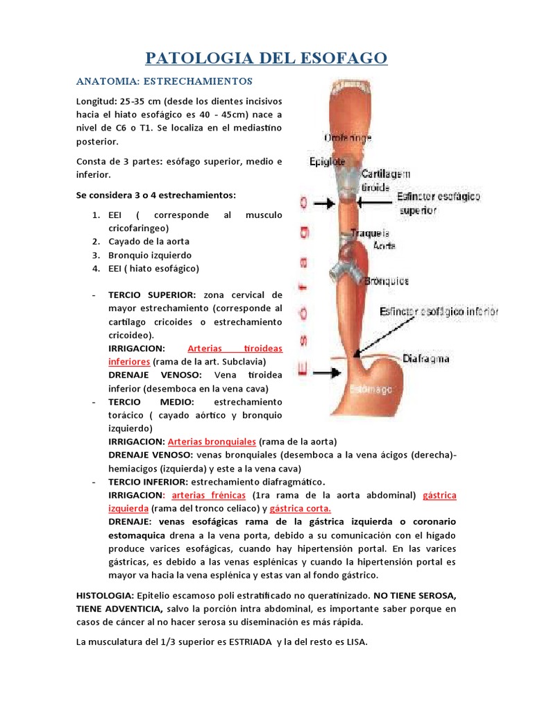 Patologia Del Esofago | PDF | La enfermedad por reflujo gastroesofágico ...