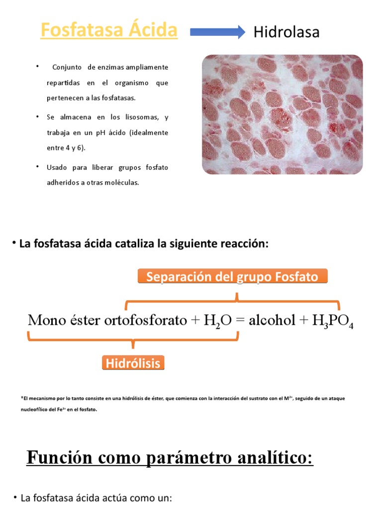 Fosfatasa Ácida | PDF | Ciencia y matemáticas