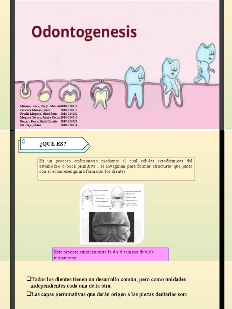 ODONTOGENESIS | PDF | Hueso | Diente