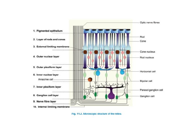 Microscopic Structure of The Retina | PDF
