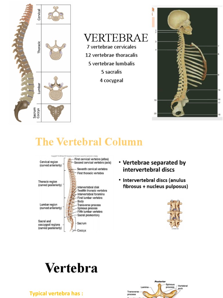 Anatomy of the Vertebral Column | PDF