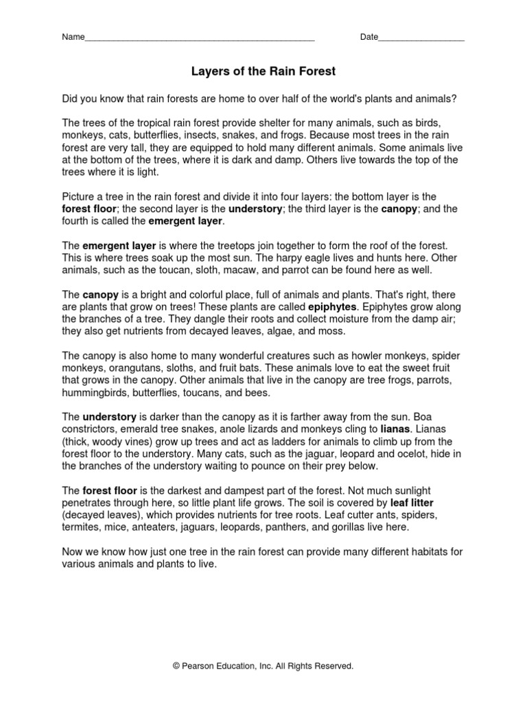 Layers Rainforest | PDF | Rainforest | Canopy (Biology)