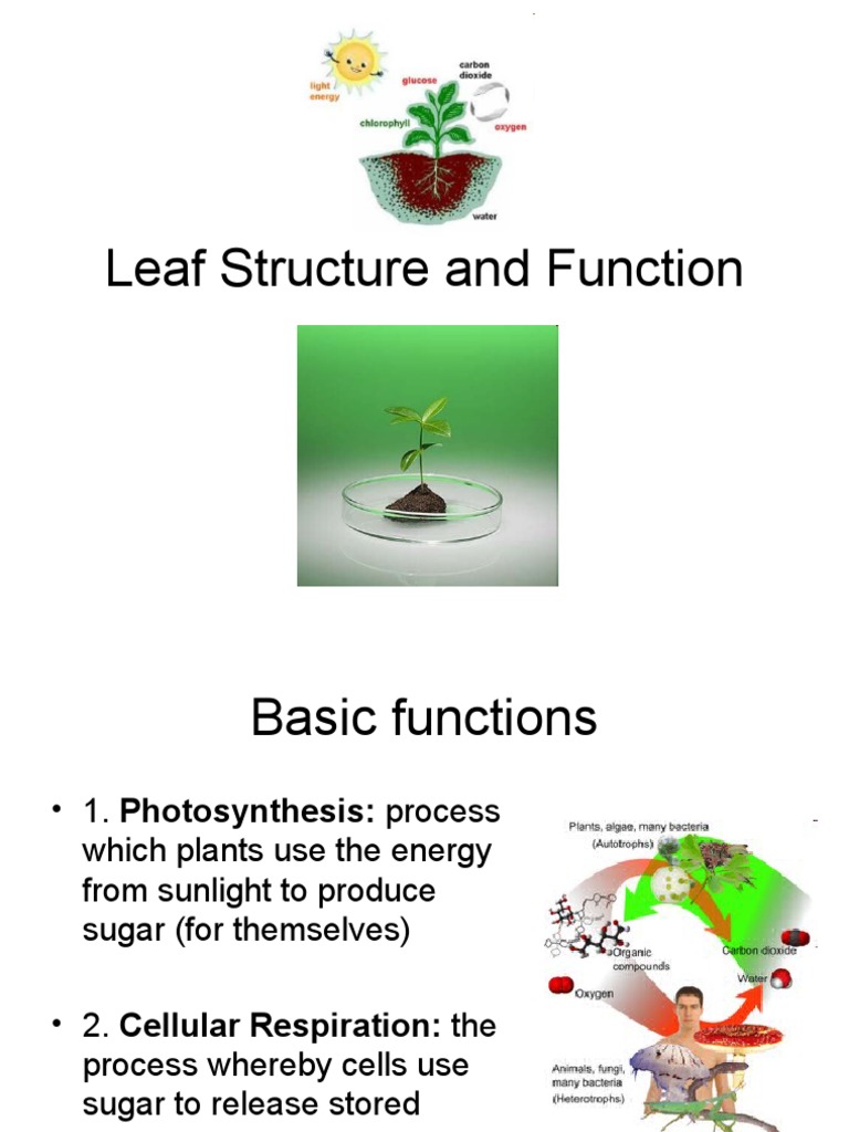Leaf Structure and Function | Download Free PDF | Stoma | Leaf