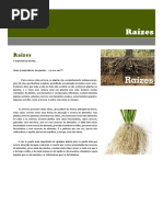 Tipos de Raízes das Plantas: Guia Completo | PDF | Raiz | Plantas