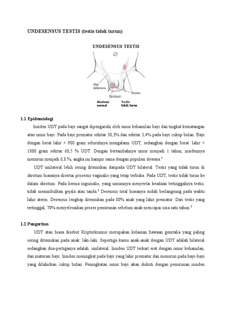 Undesensus Testis | PDF