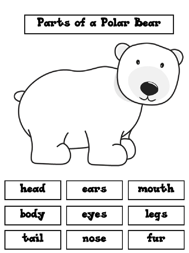 Polar Bear Anatomy Basics | PDF