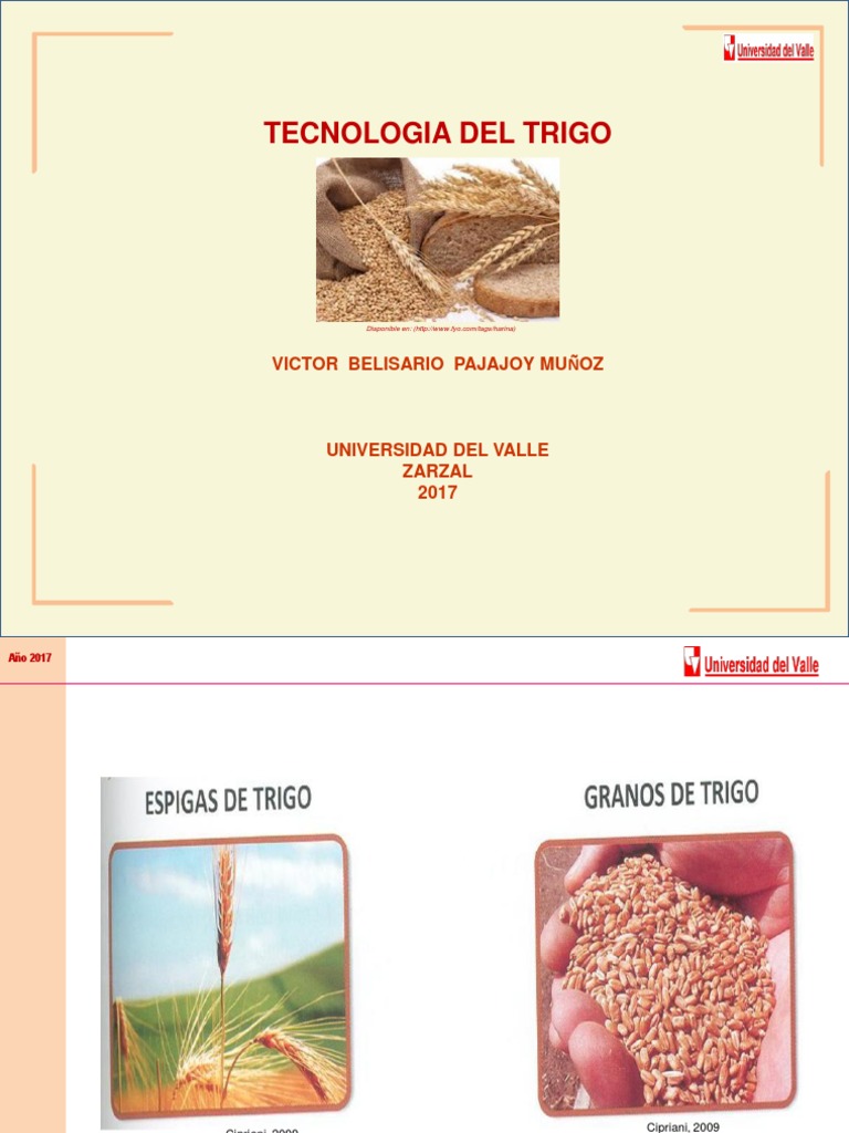3 Tecnología Del Trigo - Obtención y Control de Calidad de Harina | PDF ...