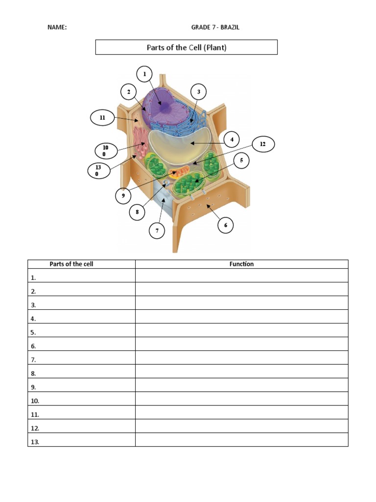 Parts of The Cell (Plant) - Worksheet