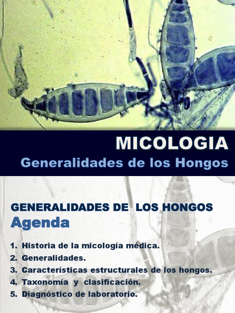 Clase 1. GENERALIDADES DE LOS HONGOS - Medicina PDF | PDF | Hongo ...
