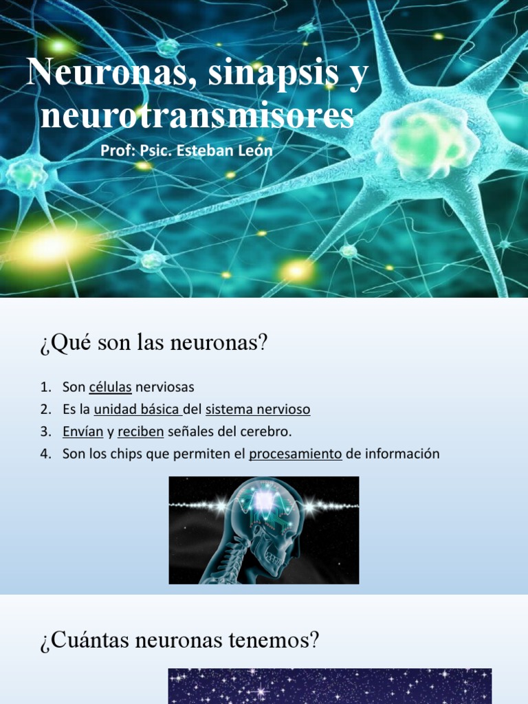 Neuronas y Sinapsis: Funciones Clave | PDF | Sinapsis | Neurona