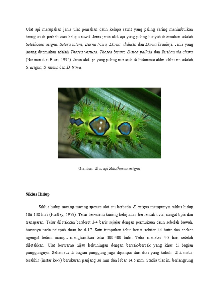 Ulat Api Merupakan Jenis Ulat Pemakan Daun Kelapa Sawit Yang Paling ...